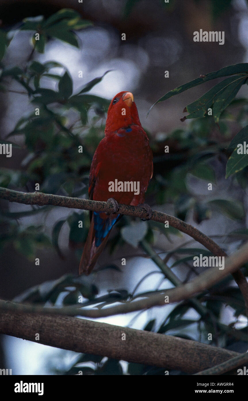 Hong Kong Island - Northwest, Hong Kong Park, captive Red Lory perching ...