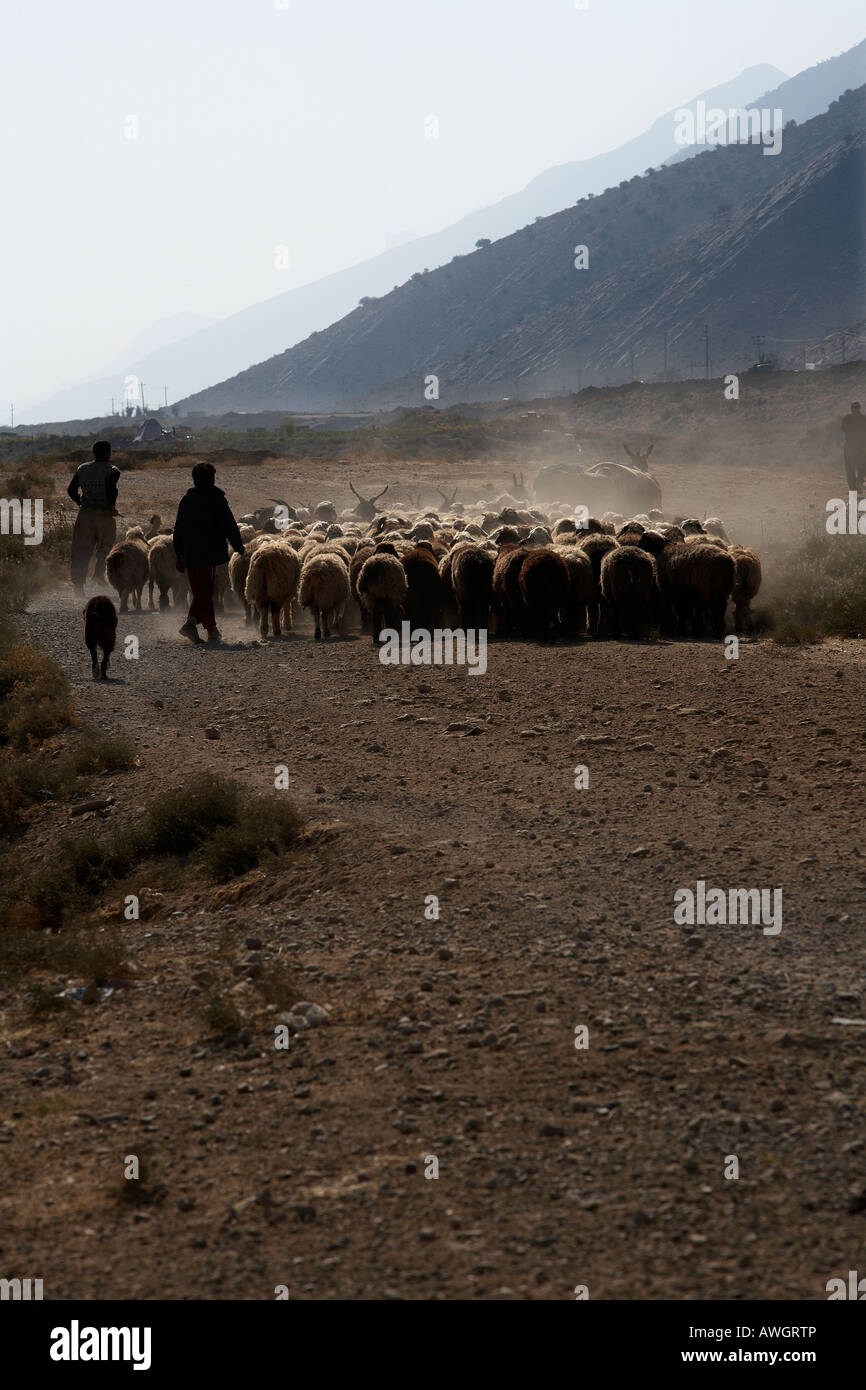 Iran goat farmer hi-res stock photography and images - Alamy