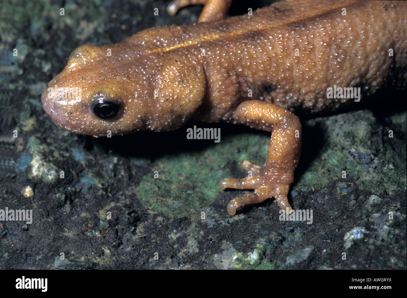 Italian Crested Newt Alpine, Crested Newt, Triturus carnifex ...