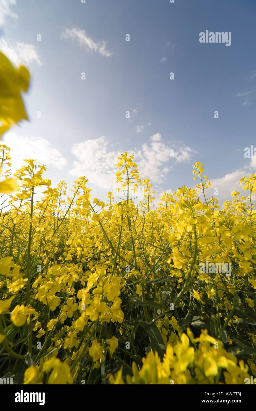 yellow colza at springtime Stock Photo - Alamy