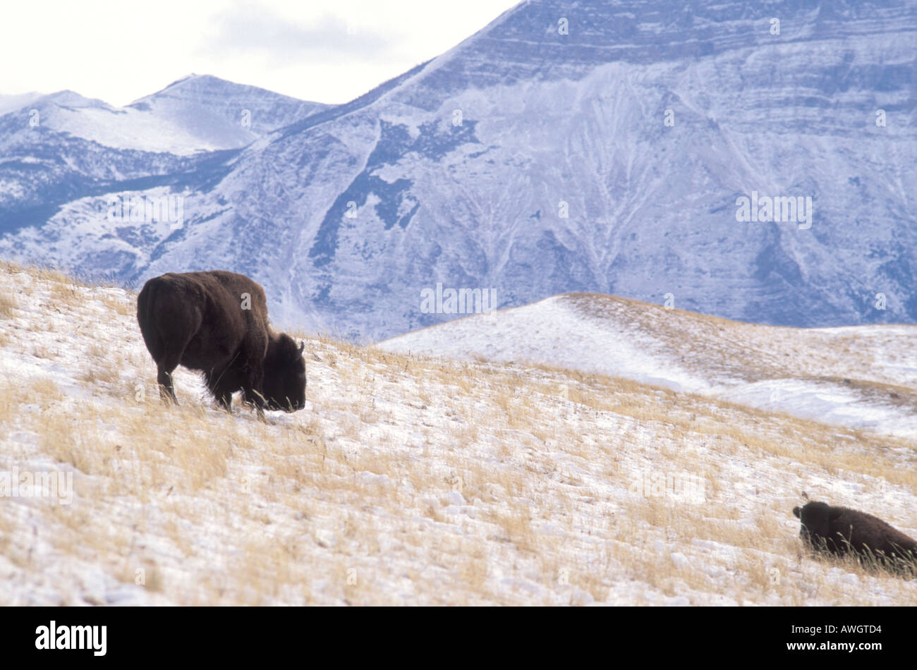 Extinct bison hi-res stock photography and images - Alamy