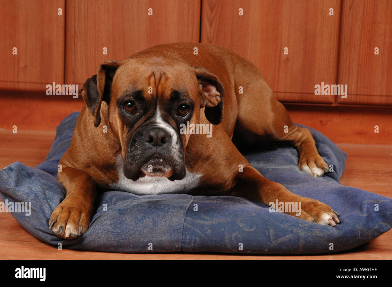 Scared of dogs hi-res stock photography and images - Alamy
