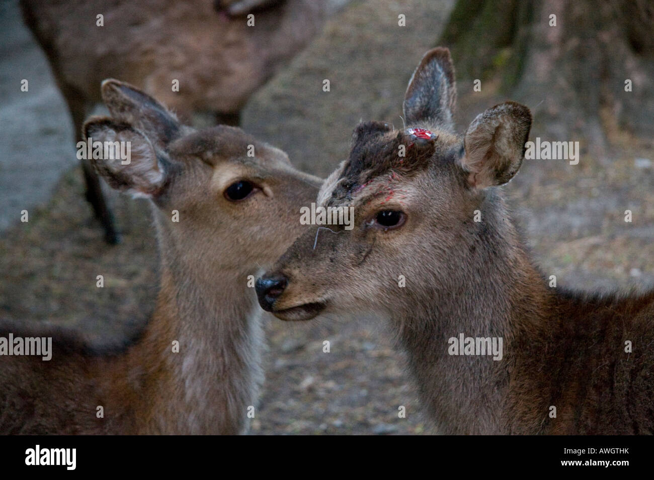 Deer missed horn and bleed Stock Photo - Alamy