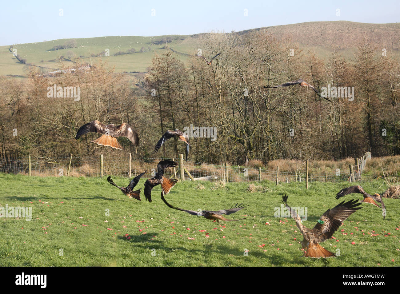 Swooping hi-res stock photography and images - Alamy