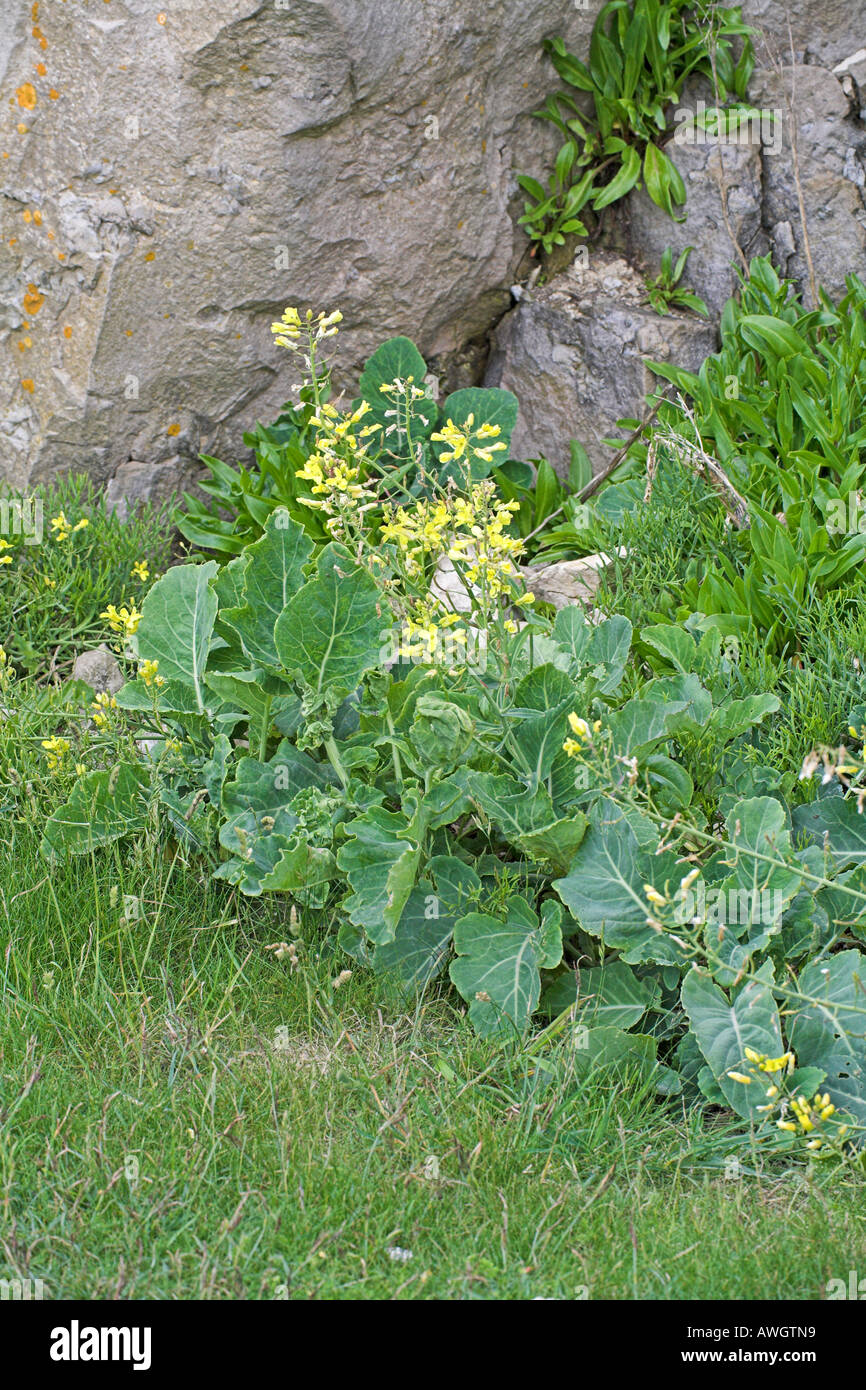 Wild cabbage Brassica oleracea growing on imestone cliffs Whinspit ...