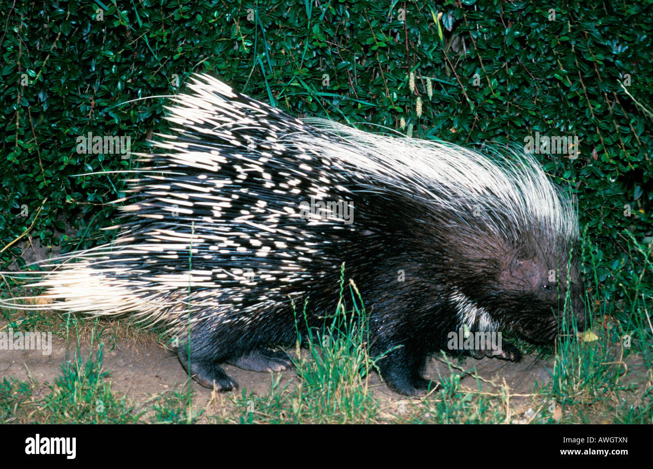 Porcupine hystricidae hi-res stock photography and images - Alamy