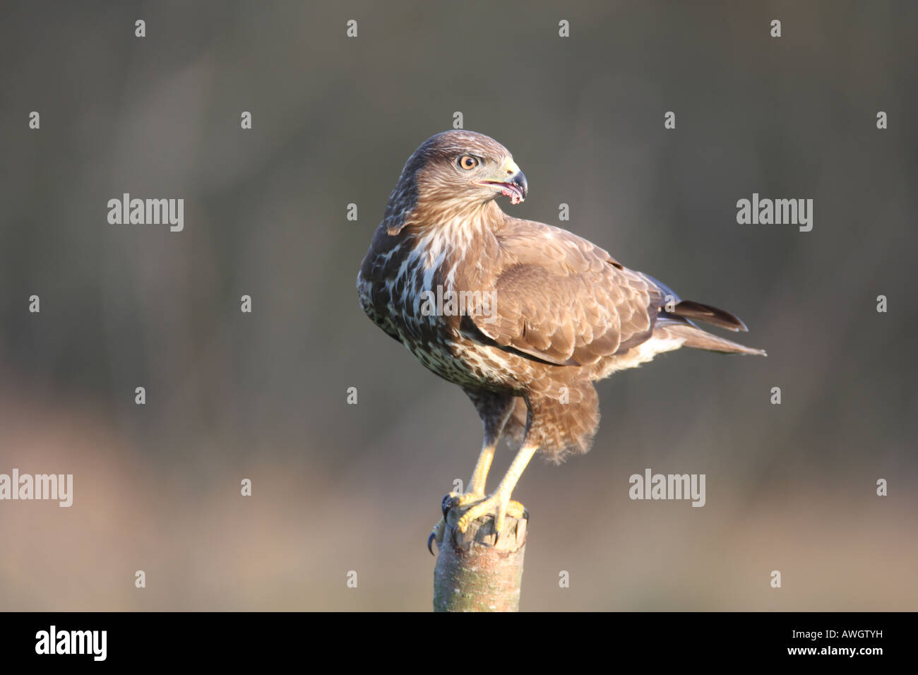BUZZARD BUTEO BUTEO PERCHING ON POST SIDE VIEW Stock Photo - Alamy