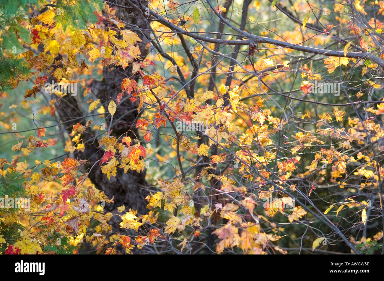 Last of the fall maple leaves in a pattern against the forest edge New ...