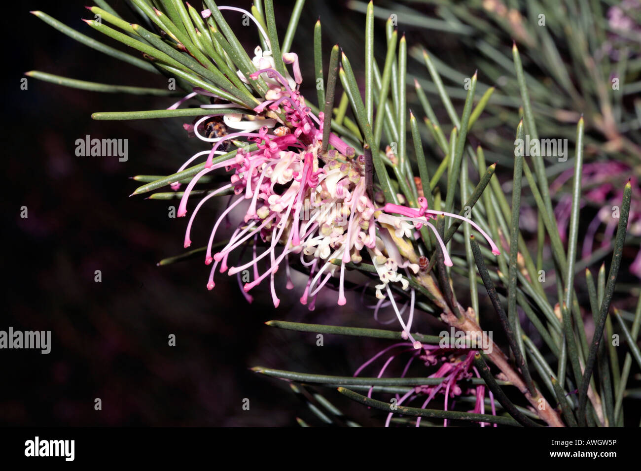Hakea shrub shrub flower flower proteaceae proteaceae hi-res stock ...
