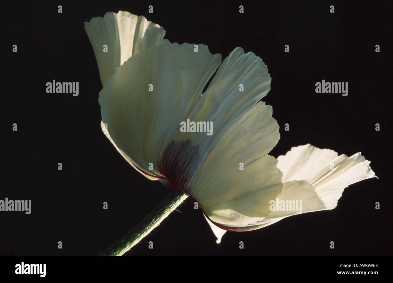 White opium poppy (Papaver somniferum Stock Photo - Alamy