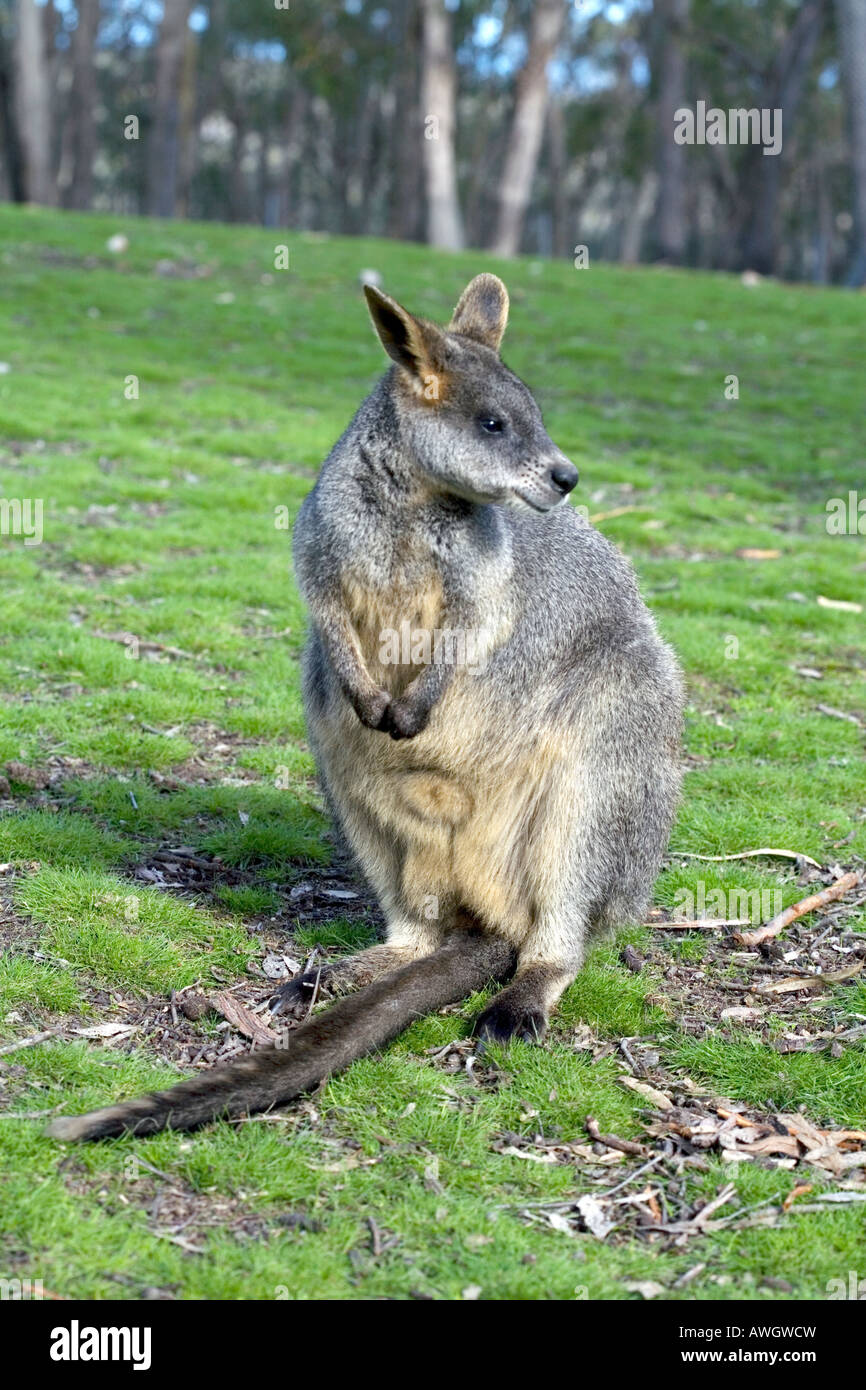 Tammar wallaby hi-res stock photography and images - Alamy