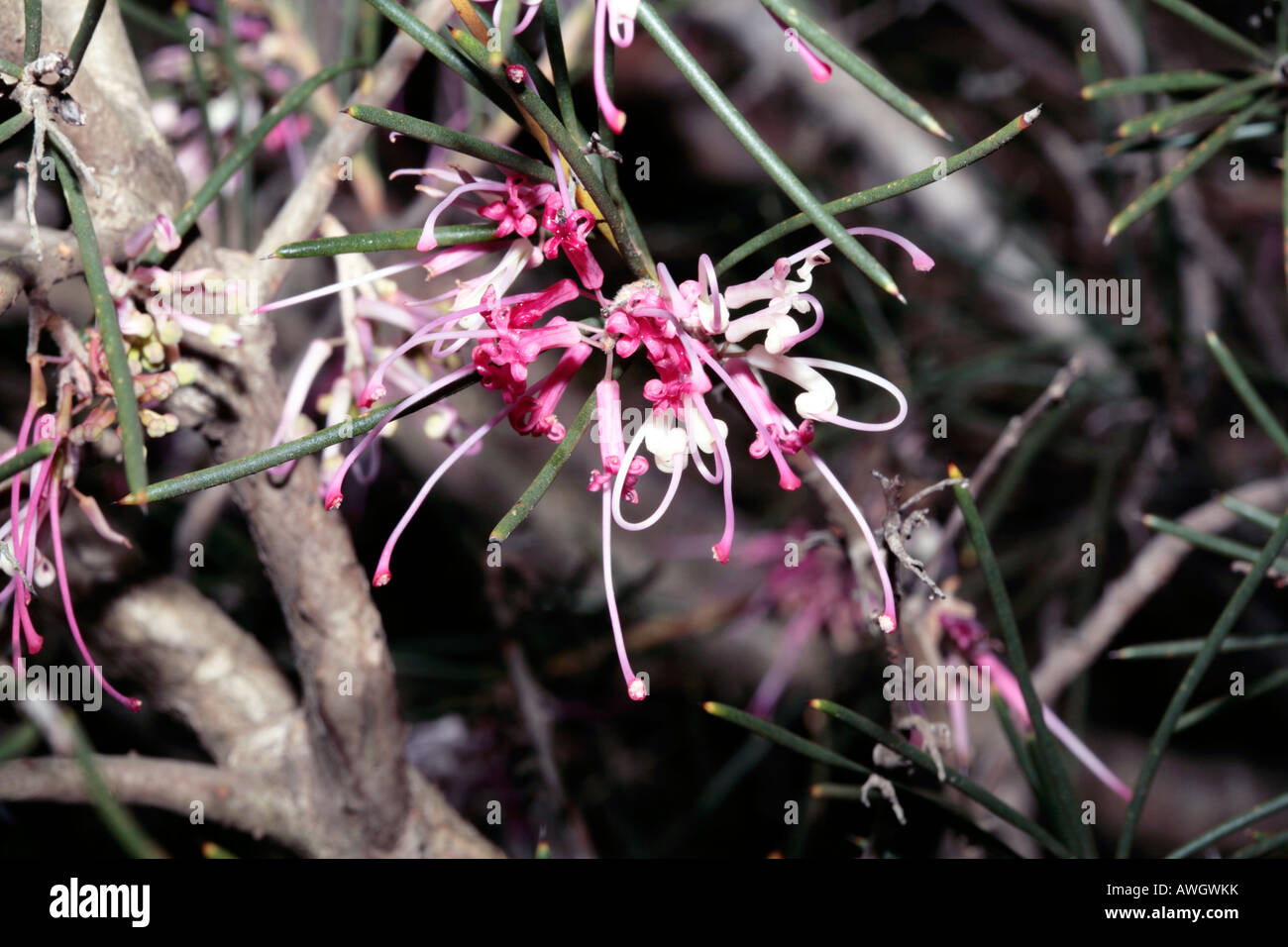Hakea shrub shrub flower flower proteaceae proteaceae hi-res stock ...