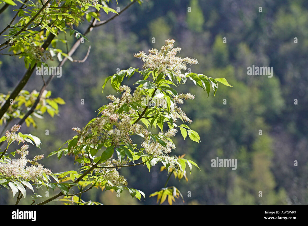 Manna ash Fraxinus ornus near Campile Corsica France Stock Photo - Alamy