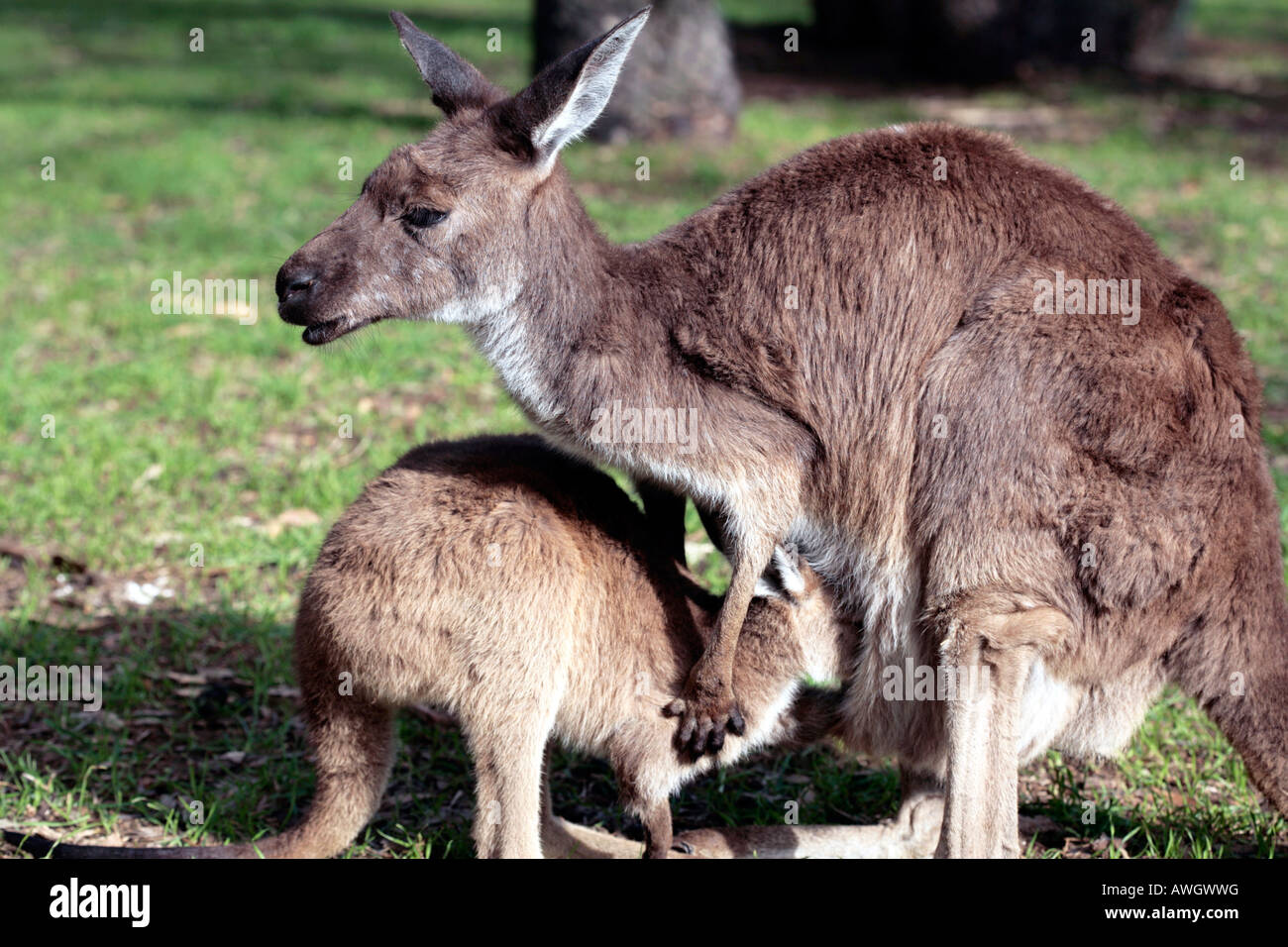 Kangaroo family hi-res stock photography and images - Alamy