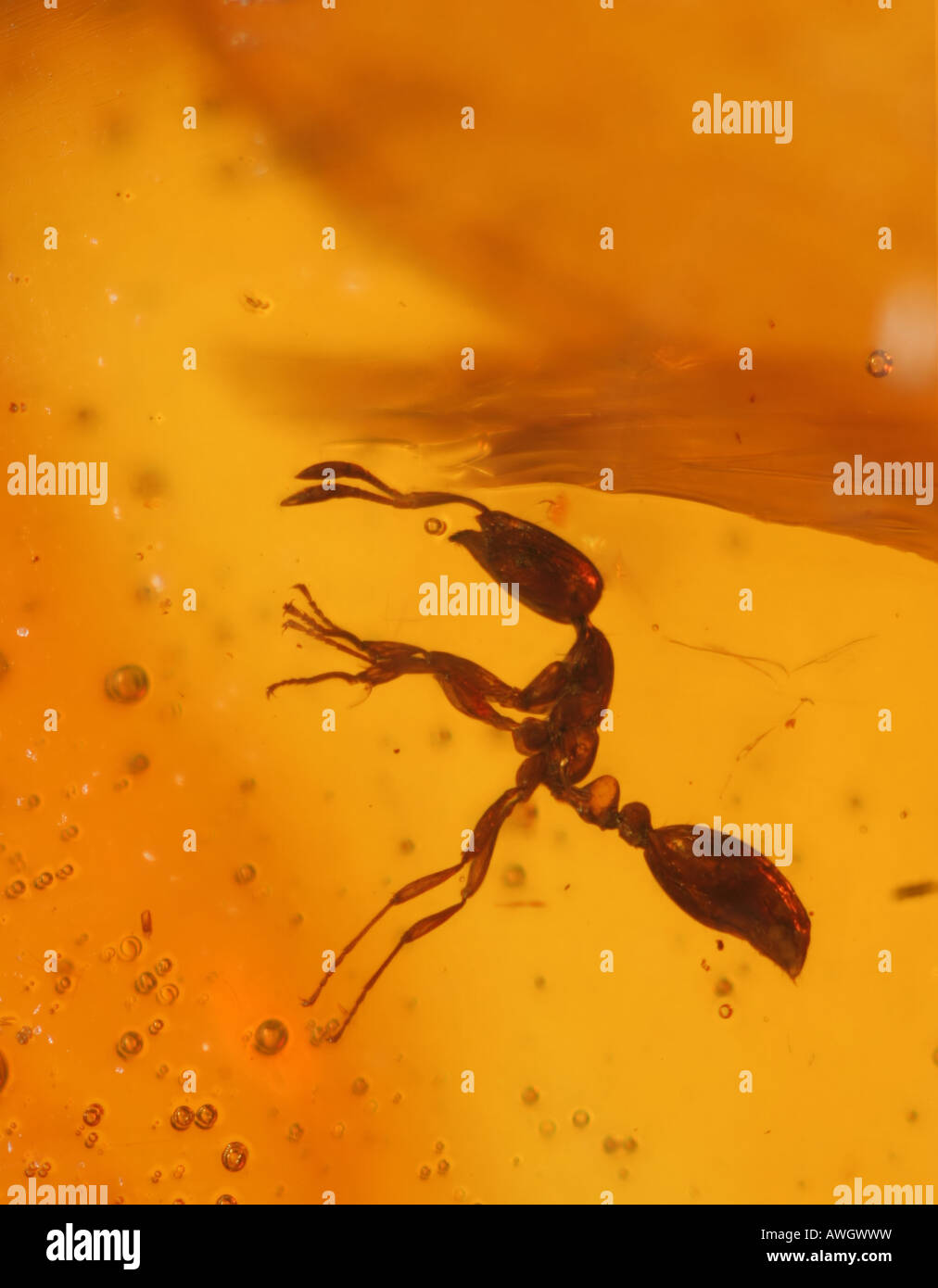 Insect amber fossil hi-res stock photography and images - Alamy