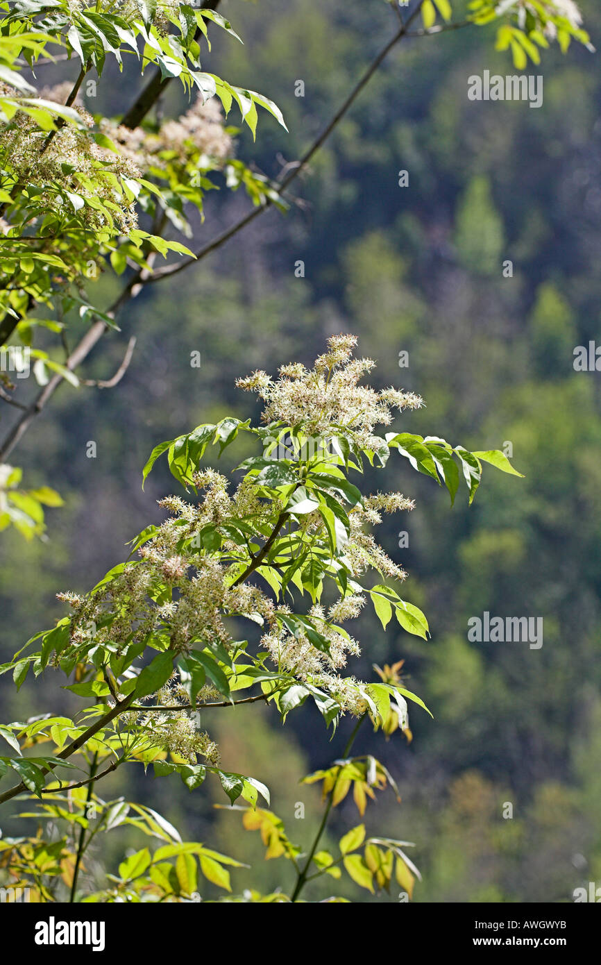 Manna ash Fraxinus ornus near Campile Corsica France Stock Photo - Alamy