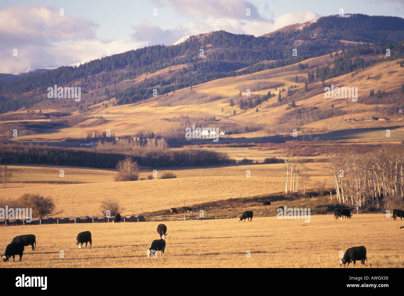 Cattle ranch in foothills of rocky mountains hi-res stock photography ...