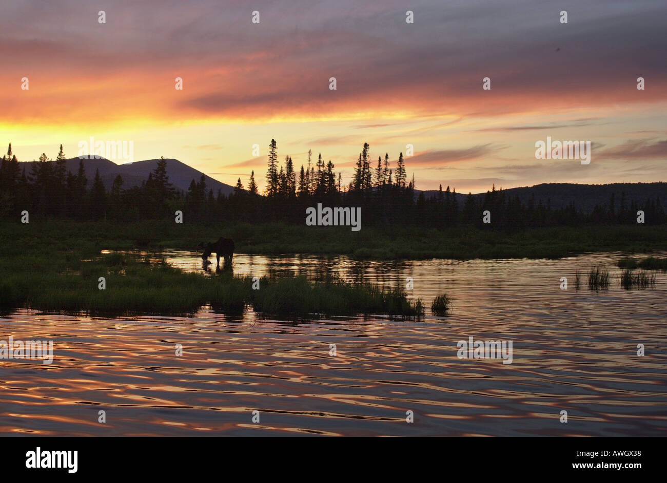 A moose feeds at sunset at Kennebago Lake in Rangeley, Maine Stock ...