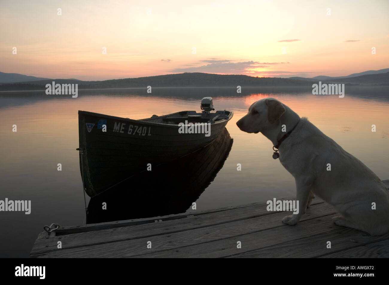 A yellow labs waits by a boat for her master to go fishing Stock Photo ...