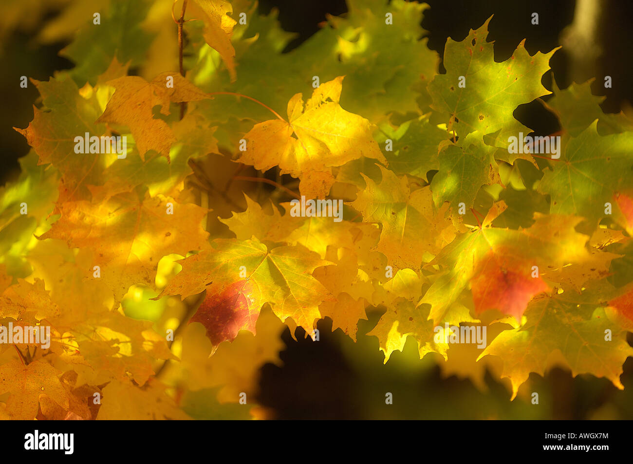 Yellow Fall Leaves Stock Photo - Alamy