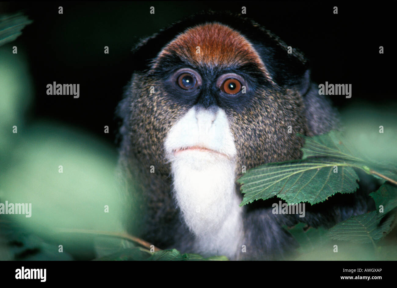 De Brazza monkey Cercopithecus neglectus Central Africa adult primate ...