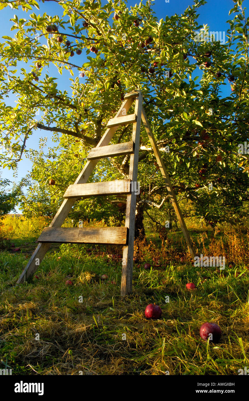 Orchard ladder hi-res stock photography and images - Alamy