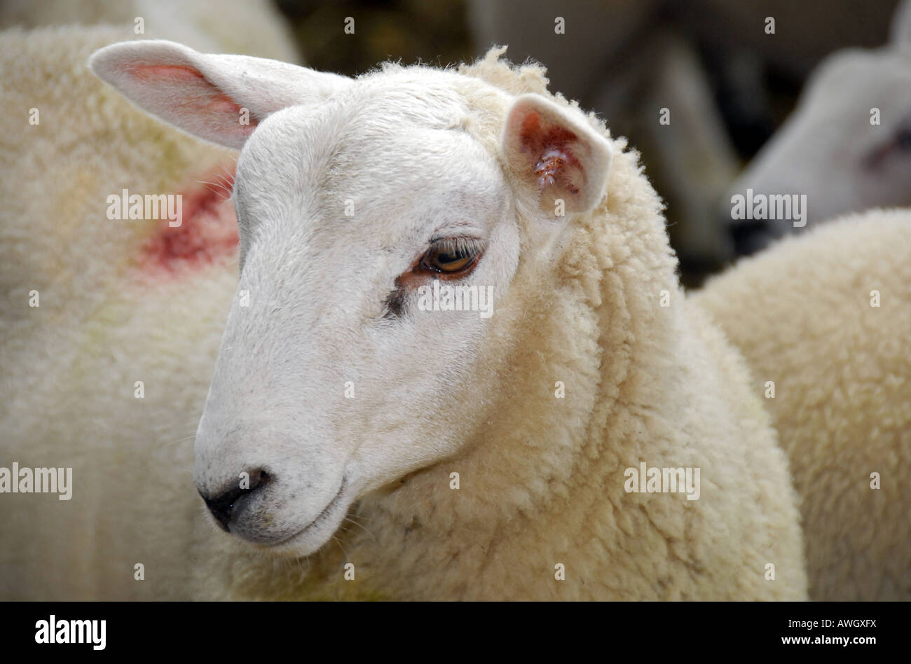 Mutton head hi-res stock photography and images - Alamy