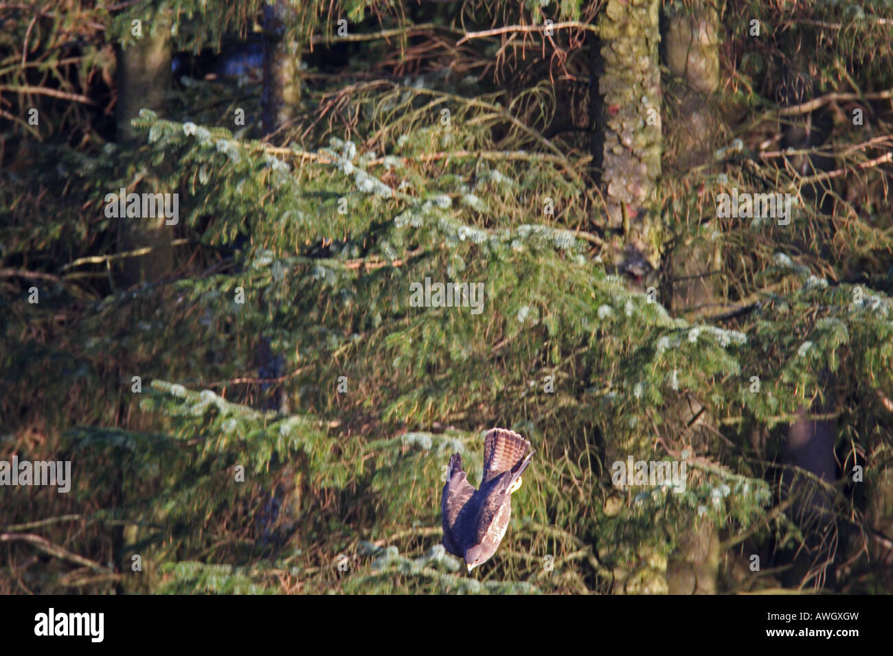 BUZZARD BUTEO BUTEO DIVING TOWARDS PREY Stock Photo - Alamy