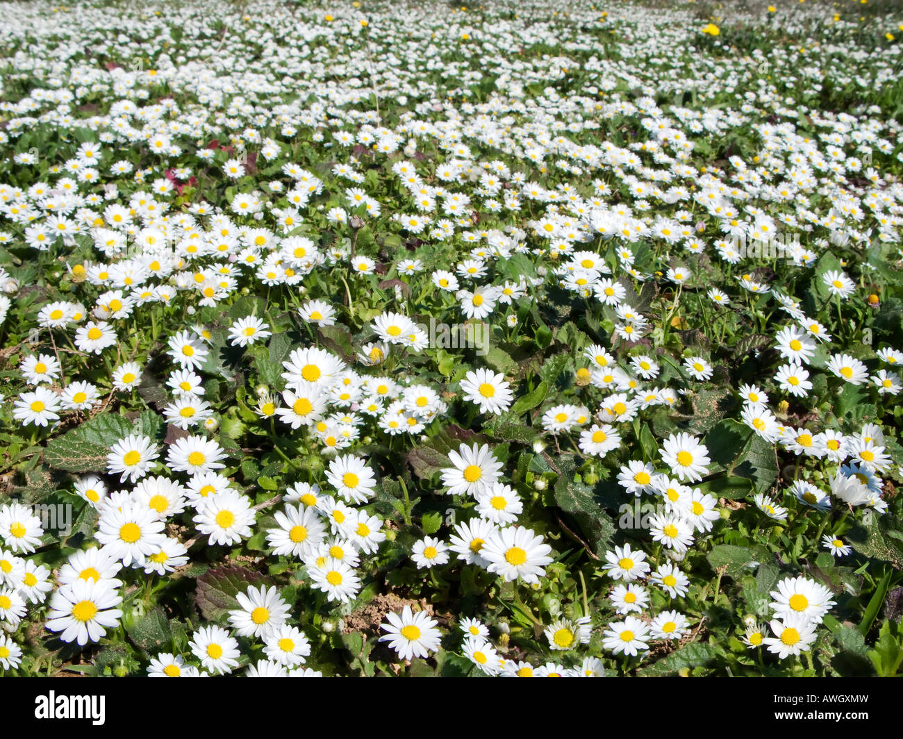 Daisy field in spring Stock Photo - Alamy