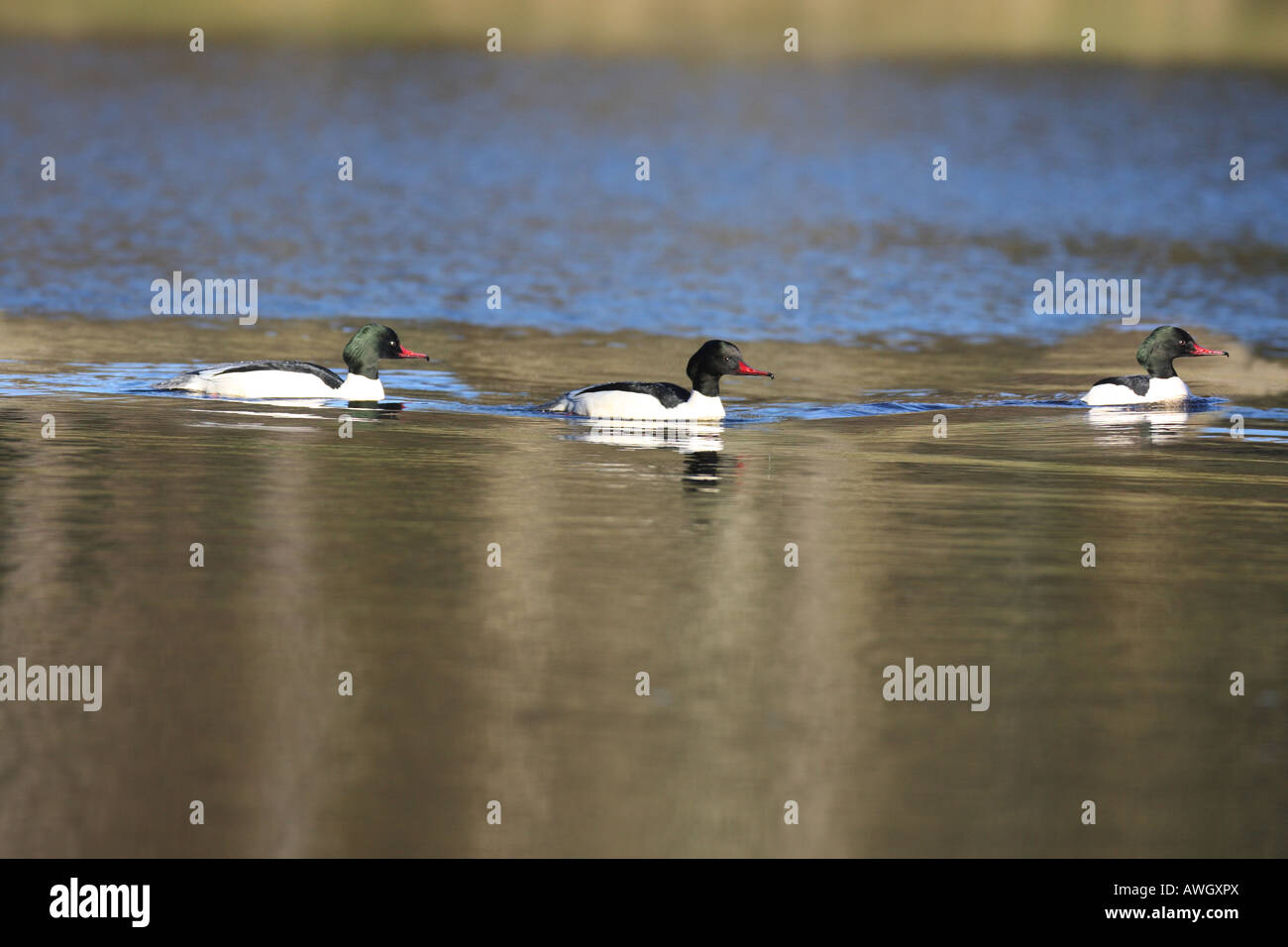 GOOSANDER MERGUS MERGANSER DRAKES SWIMMING SIDE VIEW Stock Photo - Alamy