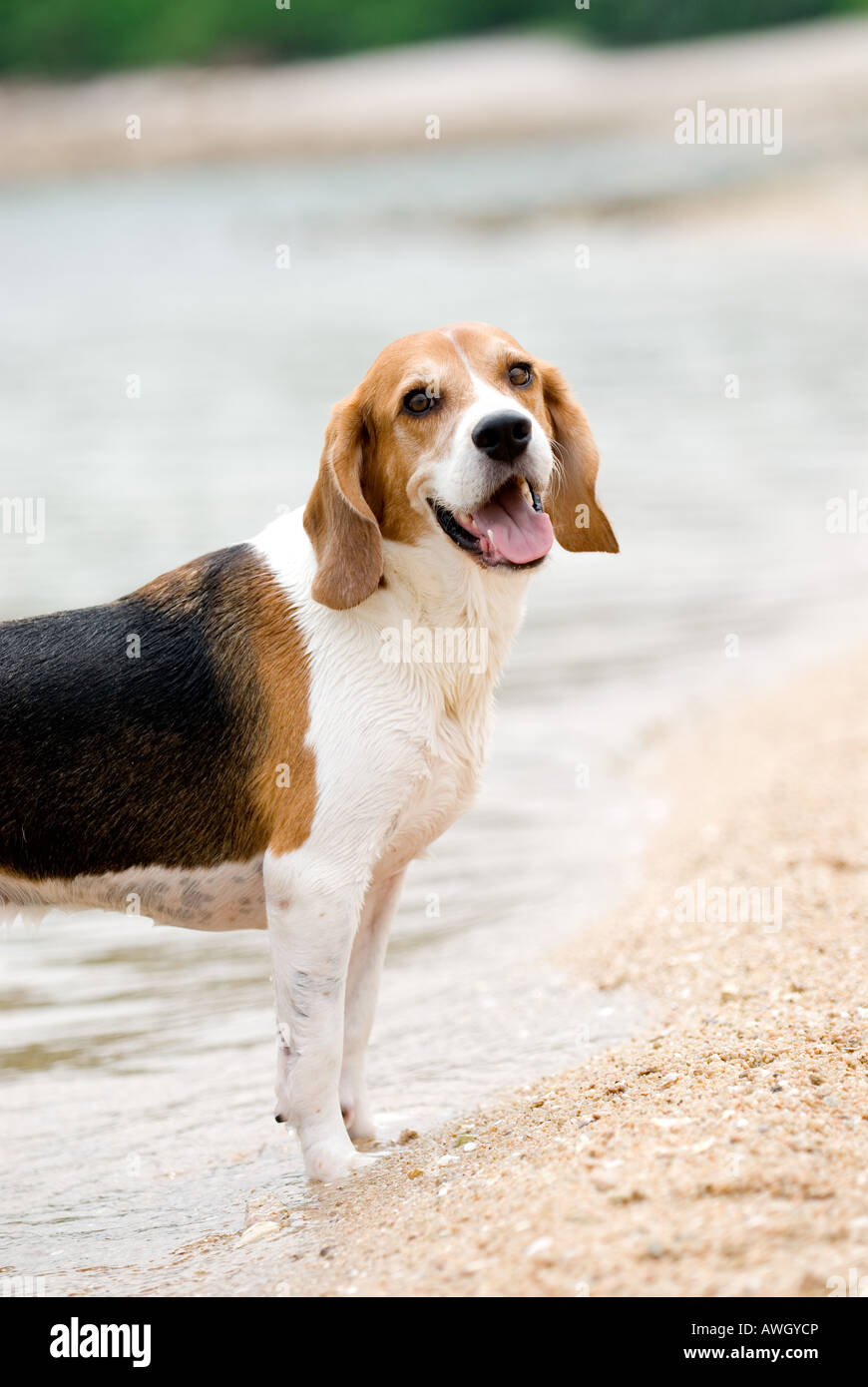 Beagle cutie hi-res stock photography and images - Alamy