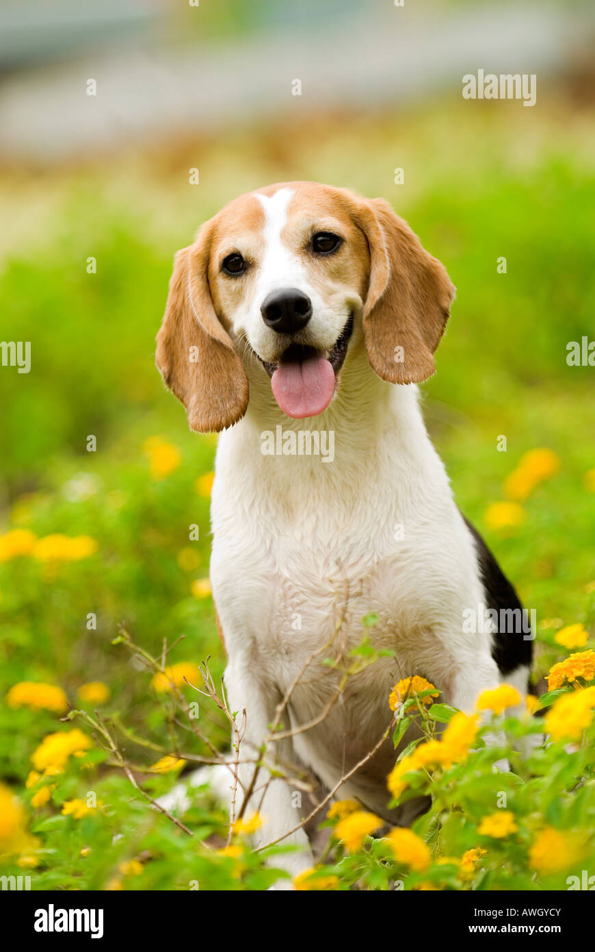 Beagle Cutie High Resolution Stock Photography and Images - Alamy