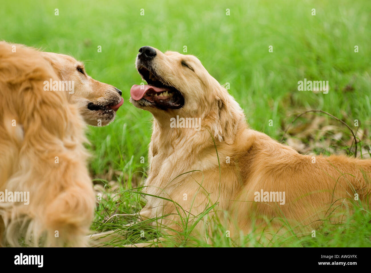 Two Golden Retrievers Stock Photo - Alamy
