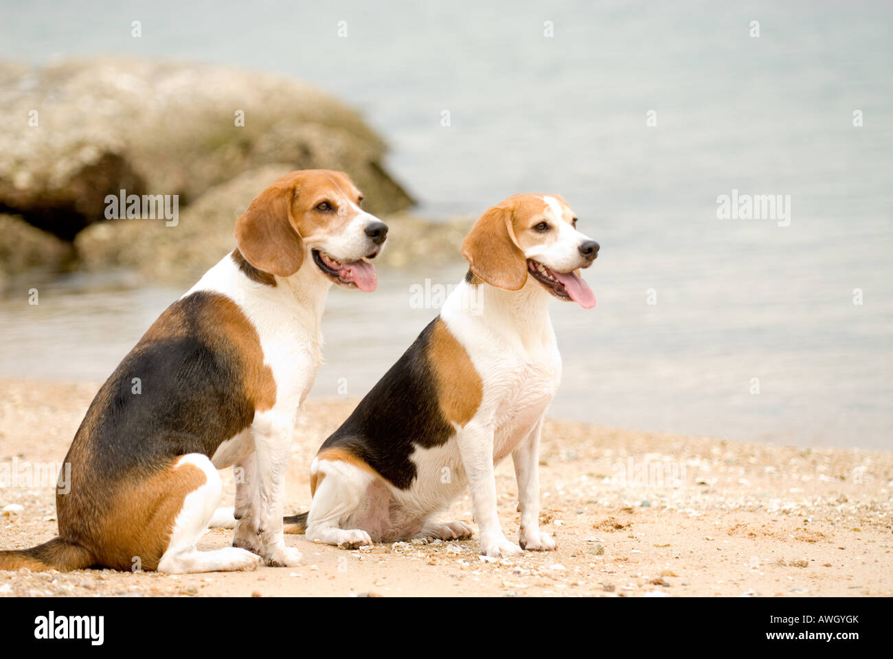 Beagle Cutie High Resolution Stock Photography and Images - Alamy
