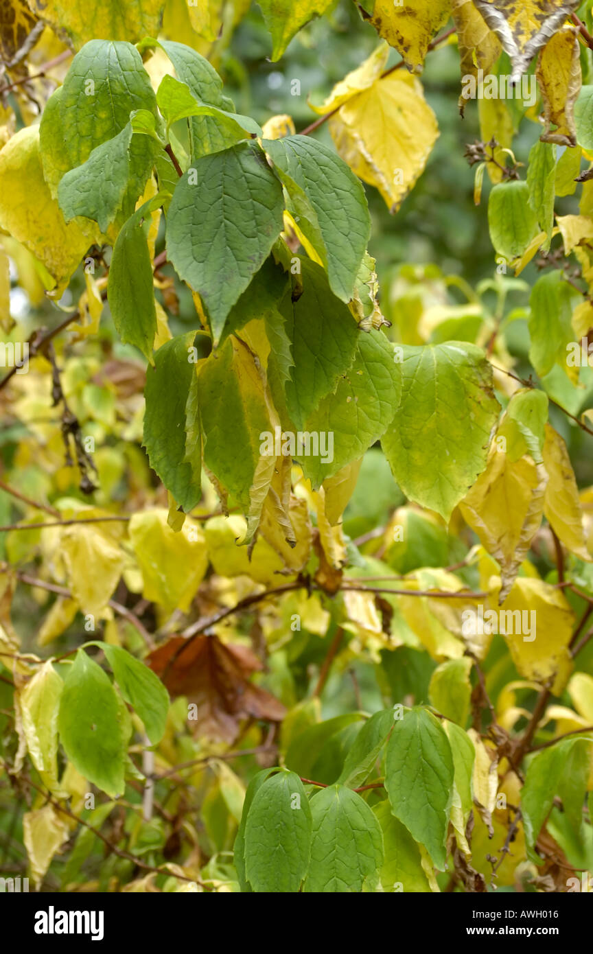 Dead leaves hanging on a tree hi-res stock photography and images - Alamy