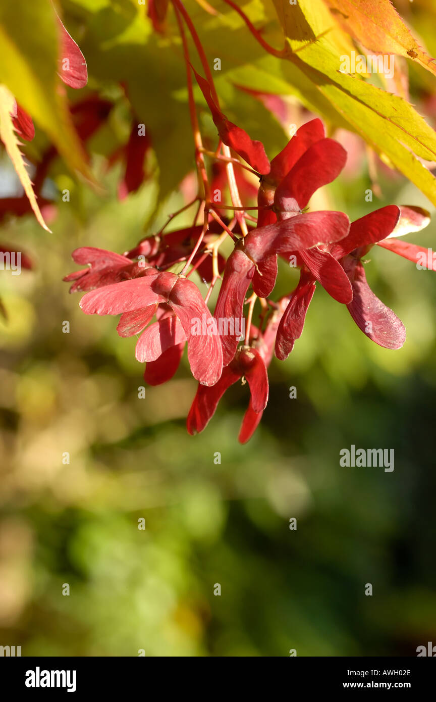 Branch structure acer palmatum hi-res stock photography and images - Alamy