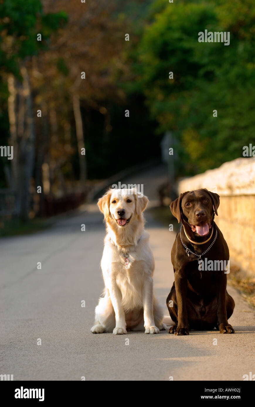 A golden retriever and labrador Stock Photo - Alamy