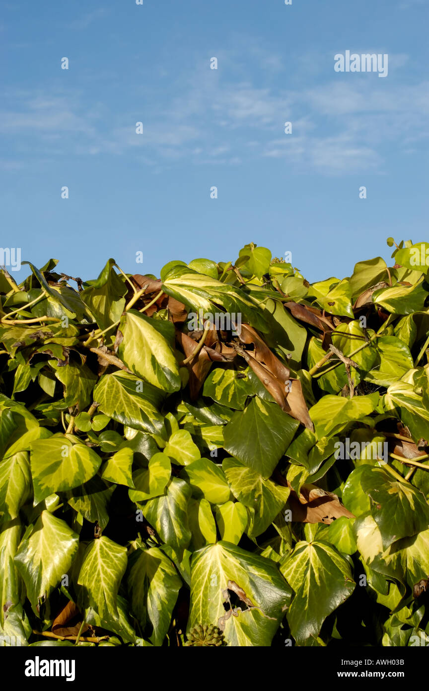 Hedera helix Gold Heart with deep green leaves against a blue sky Stock ...