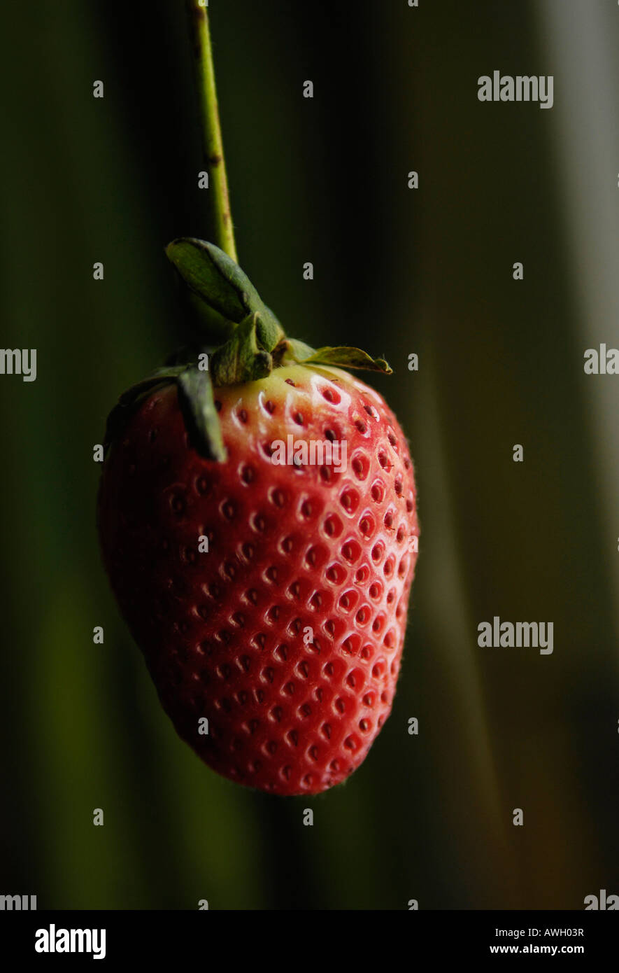 Strawberry with stem Stock Photo - Alamy