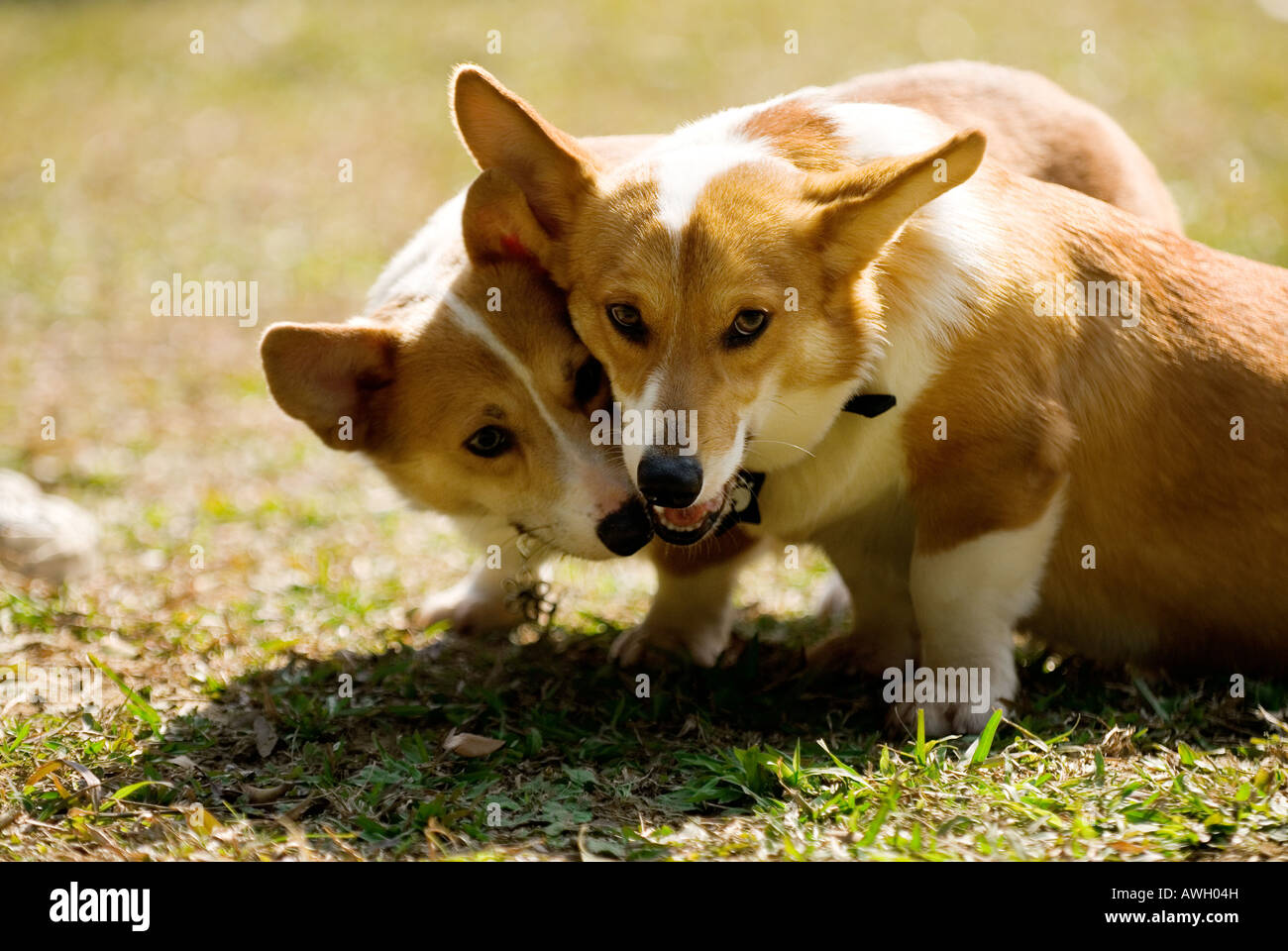 Playing Corgis High Resolution Stock Photography and Images - Alamy