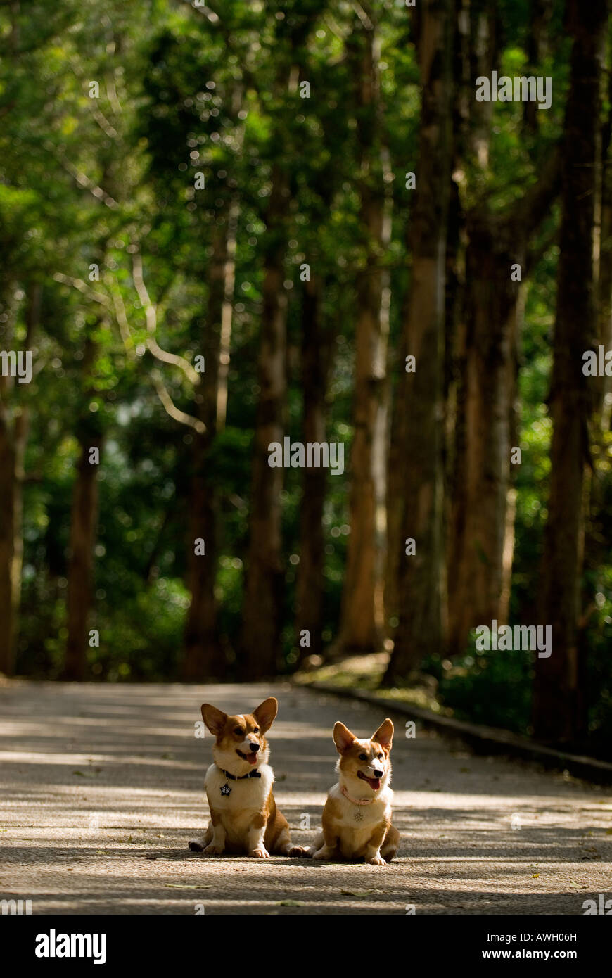 Two Welsh Corgis Stock Photo - Alamy