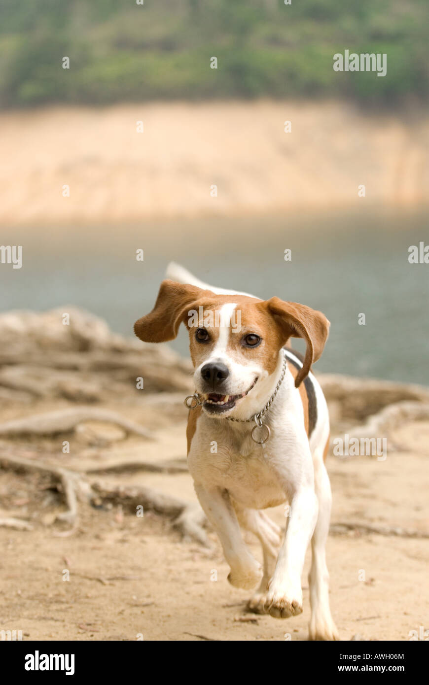 Beagle cutie hi-res stock photography and images - Alamy