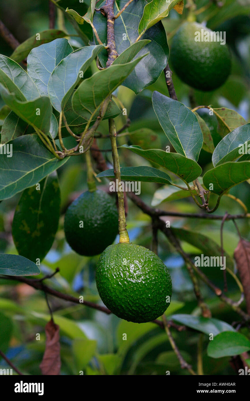 Avocado Hilo Island of Hawaii Stock Photo - Alamy