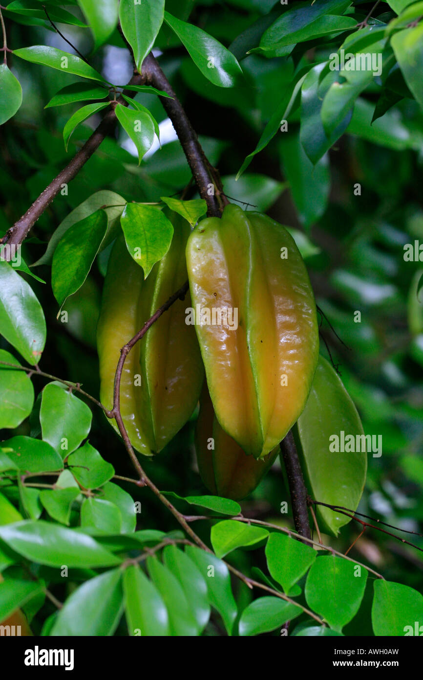 Star fruit Hilo Island of Hawaii Stock Photo - Alamy