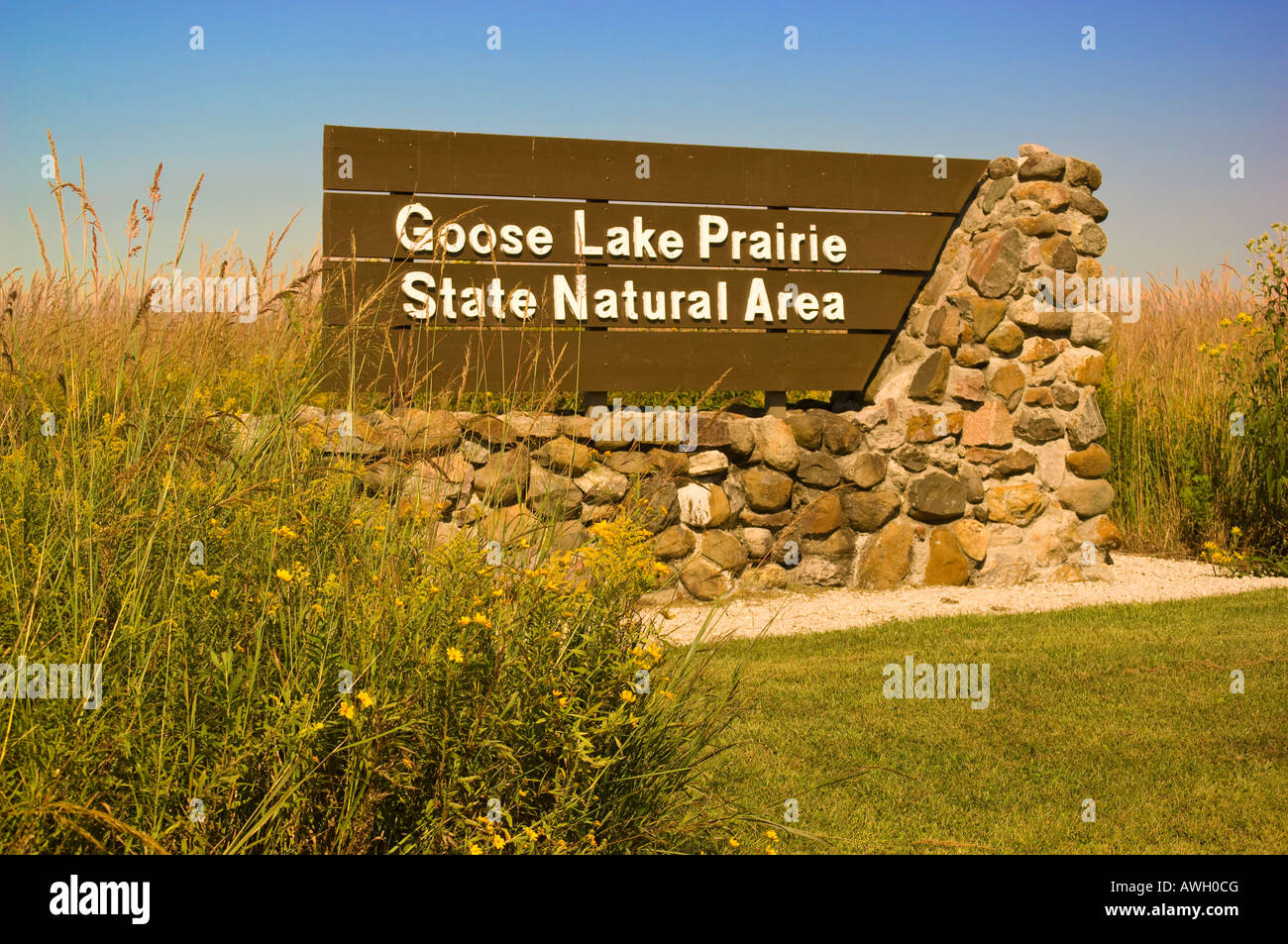 Grasses and flowers in the prairie at Goose Lake Prairie State ...