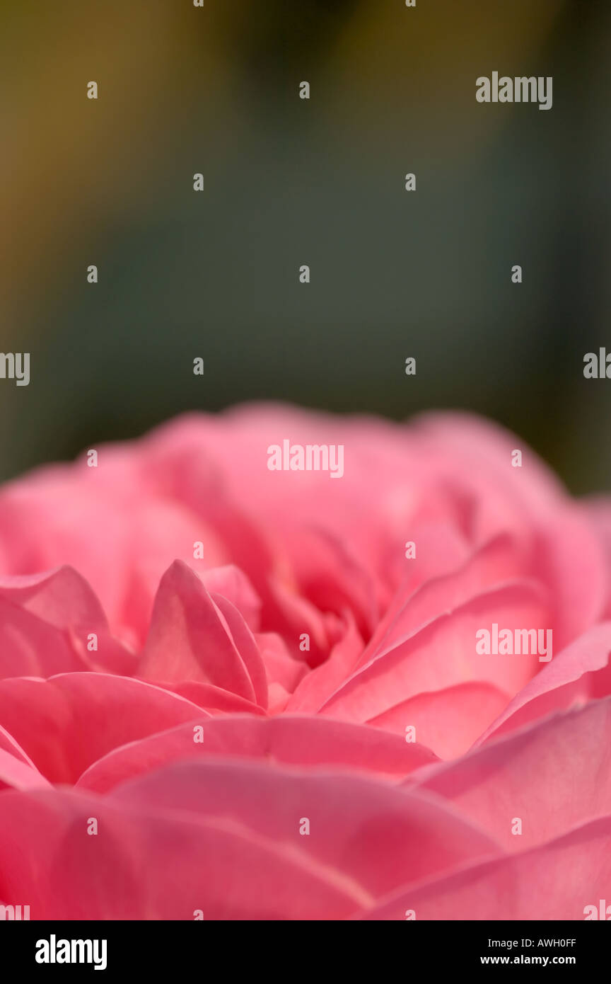 English rose Heritage flower Stock Photo - Alamy