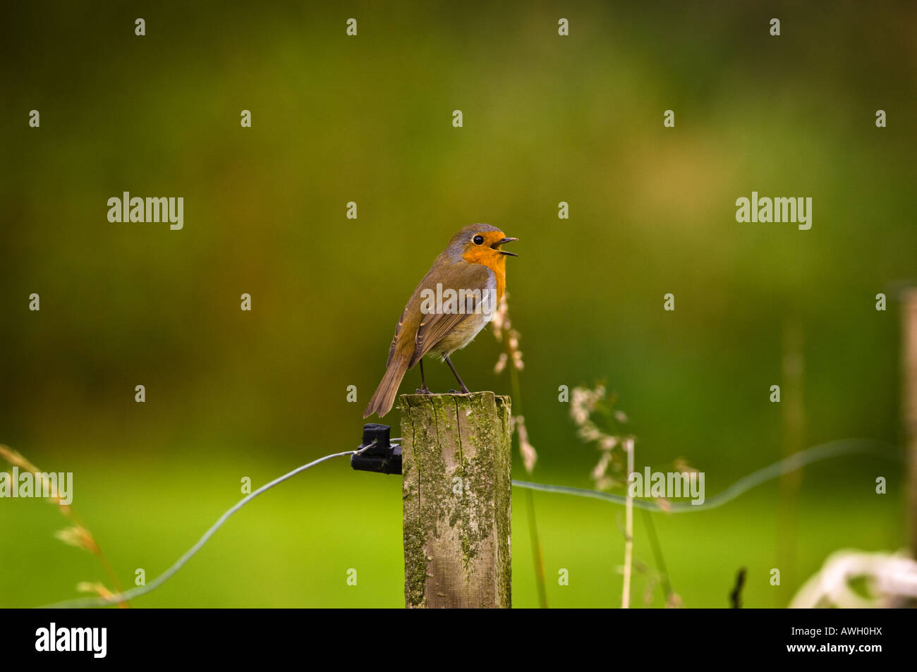 European Robin Singing on fence post Stock Photo - Alamy