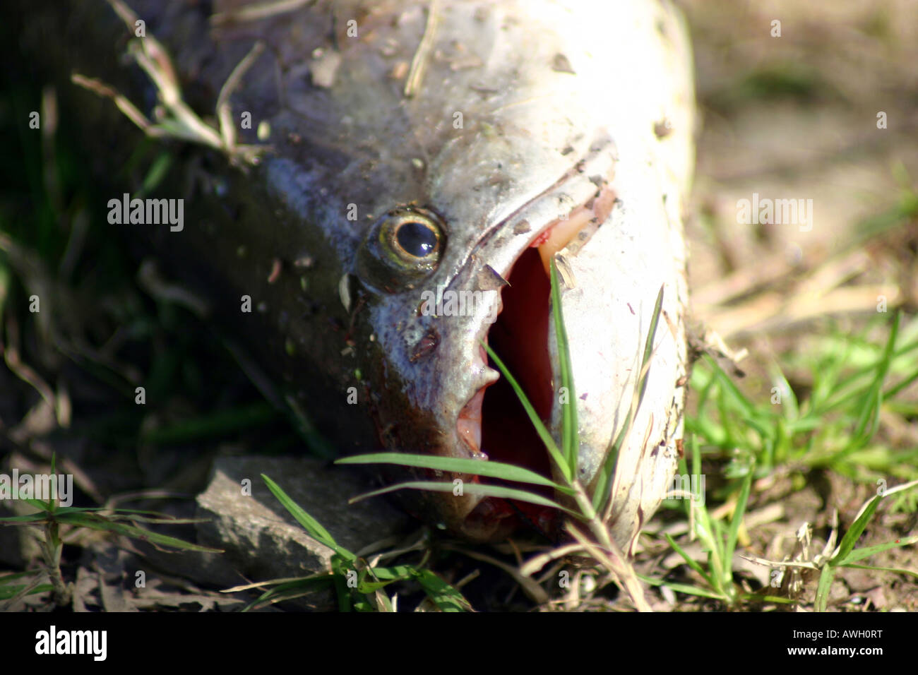 The taraira is a prize fish in Argentina and is known to be a voracious ...