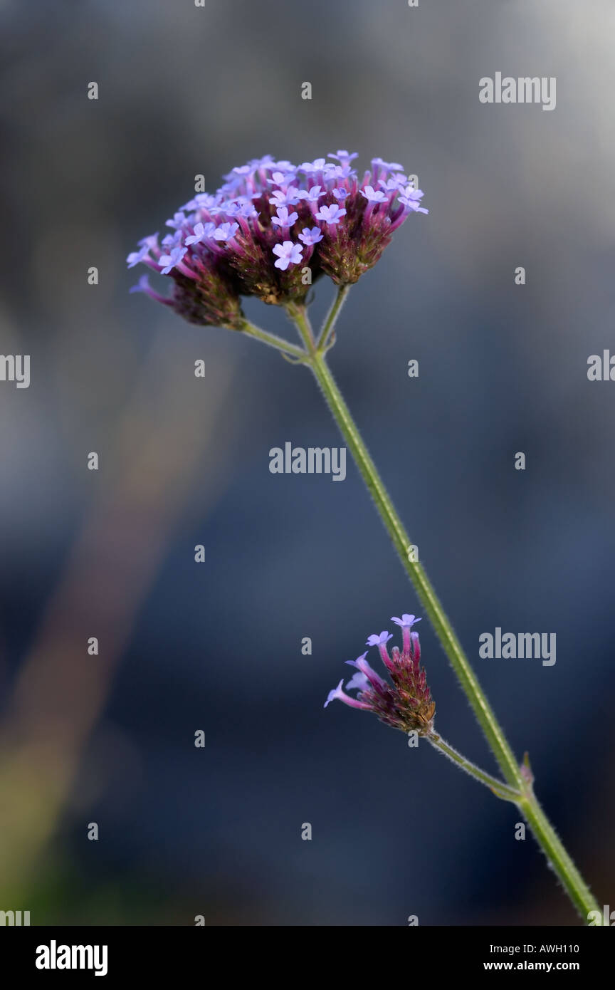 Verbena bonariensis with purple head and long green stamen Stock Photo ...