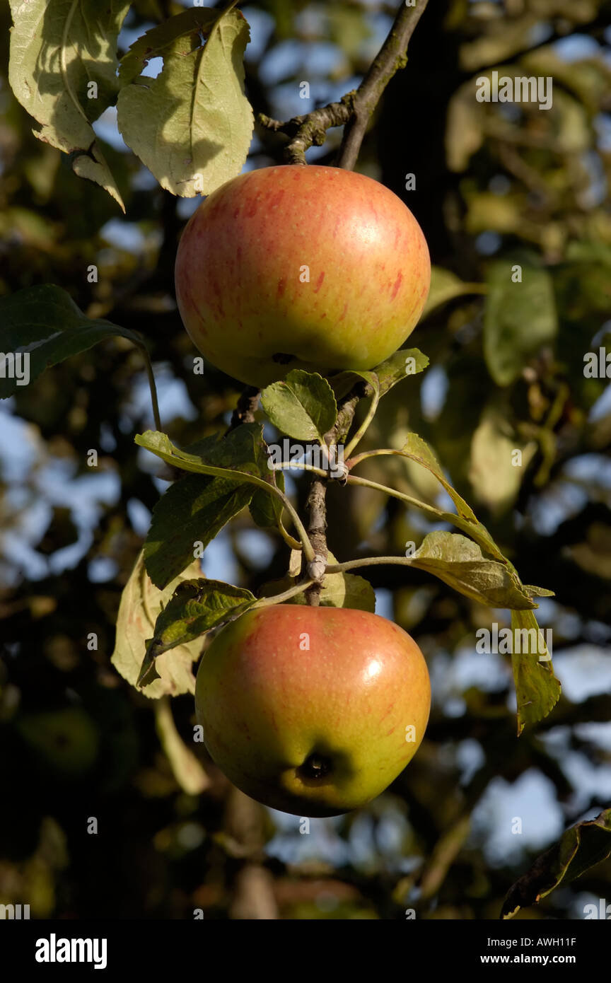 Tree of life garden of eden hi-res stock photography and images - Alamy